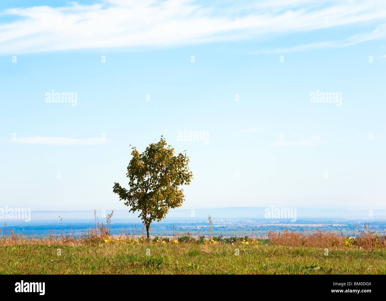 Lonely autumn tree on sky background (and dale at a distance Stock ...