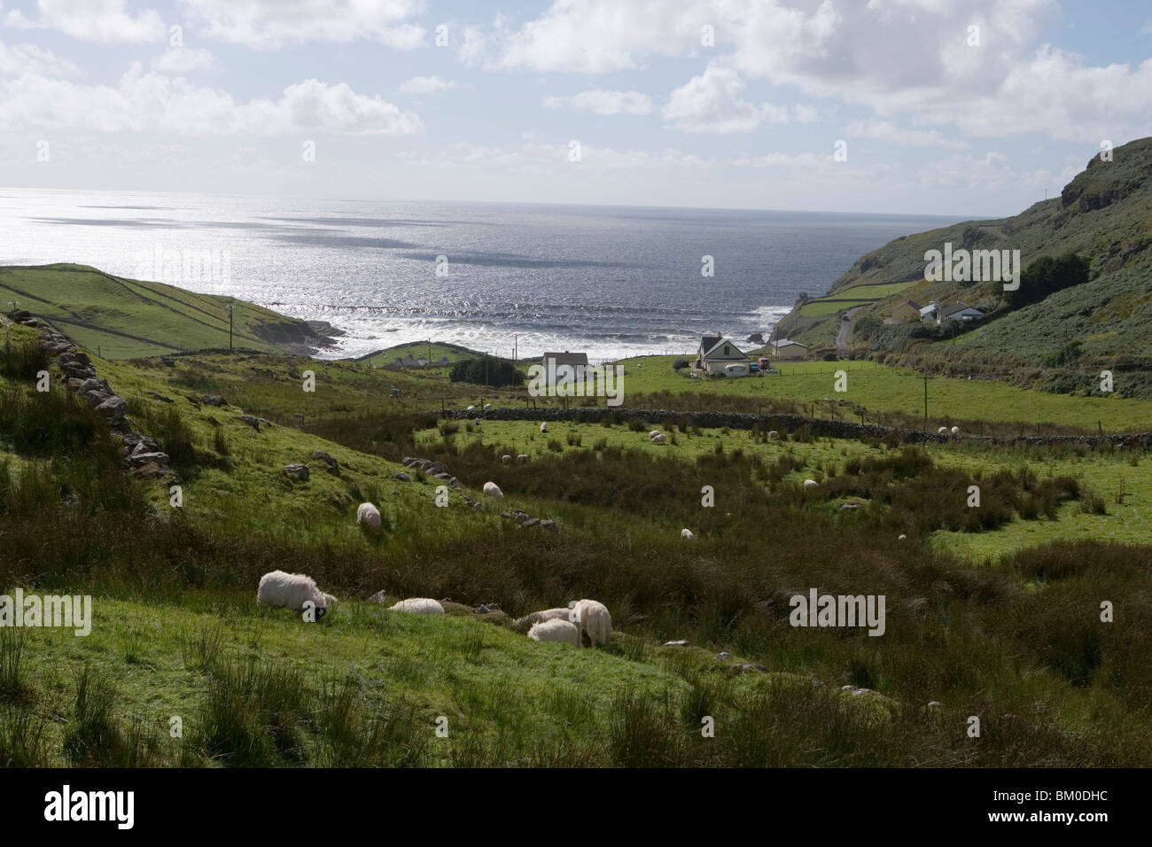 Sheep & Donegal Coastline, Near Muckross Head, County Donegal, Ireland ...