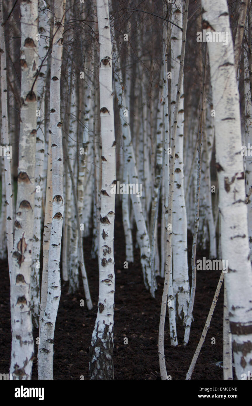 Mono trees hi-res stock photography and images - Alamy