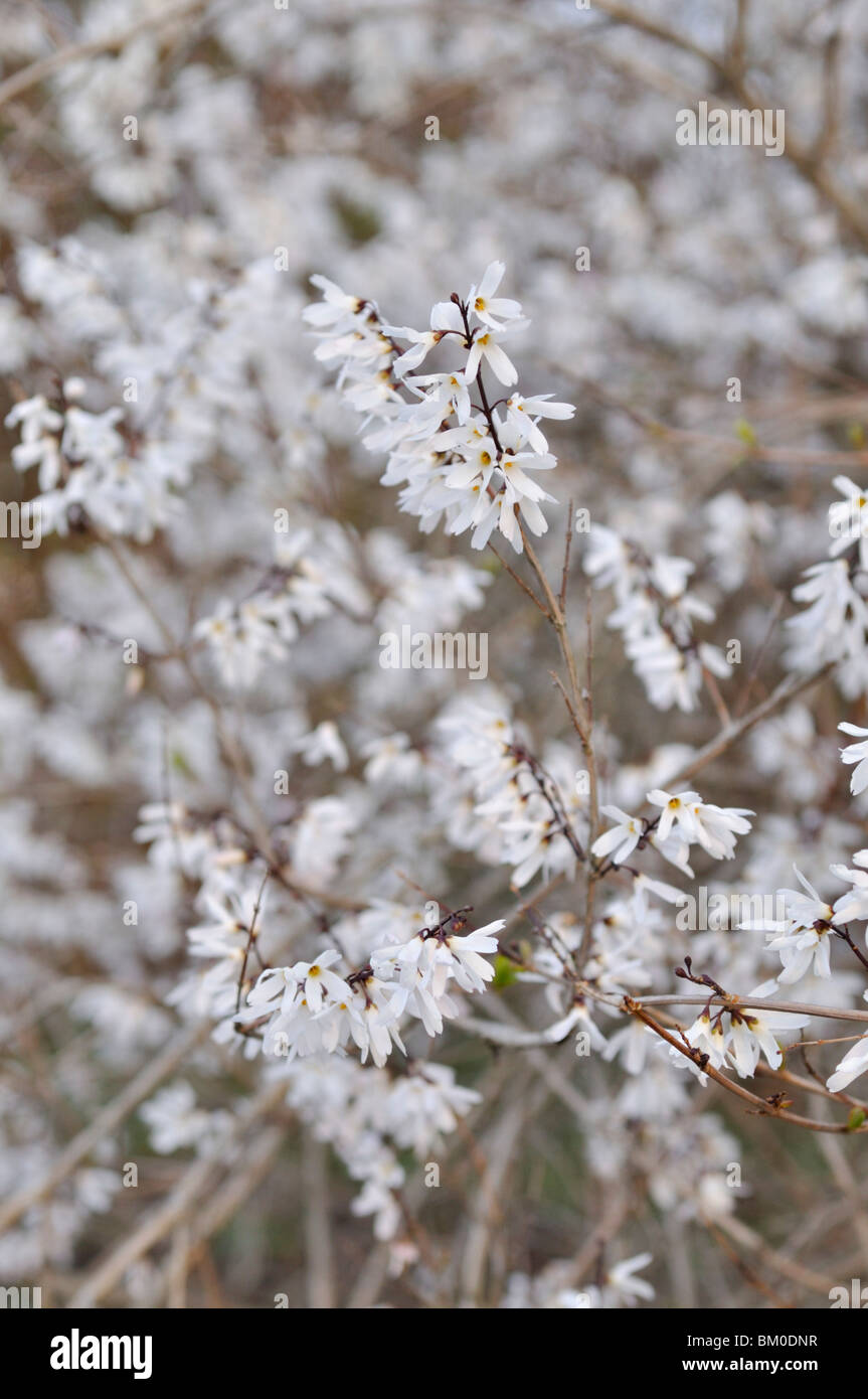 White forsythia (Abeliophyllum distichum Stock Photo - Alamy
