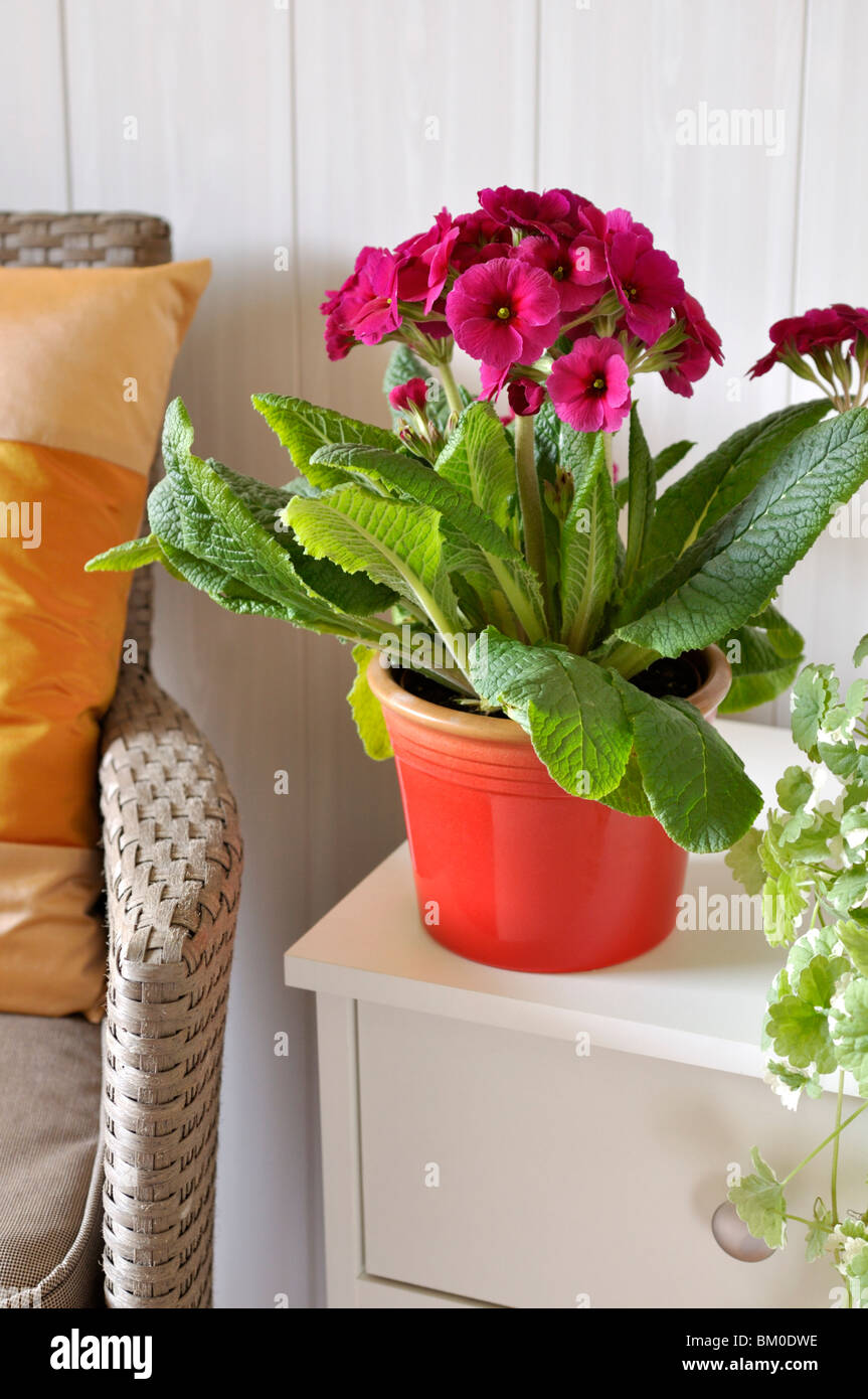 Primroses container plants hi-res stock photography and images - Alamy