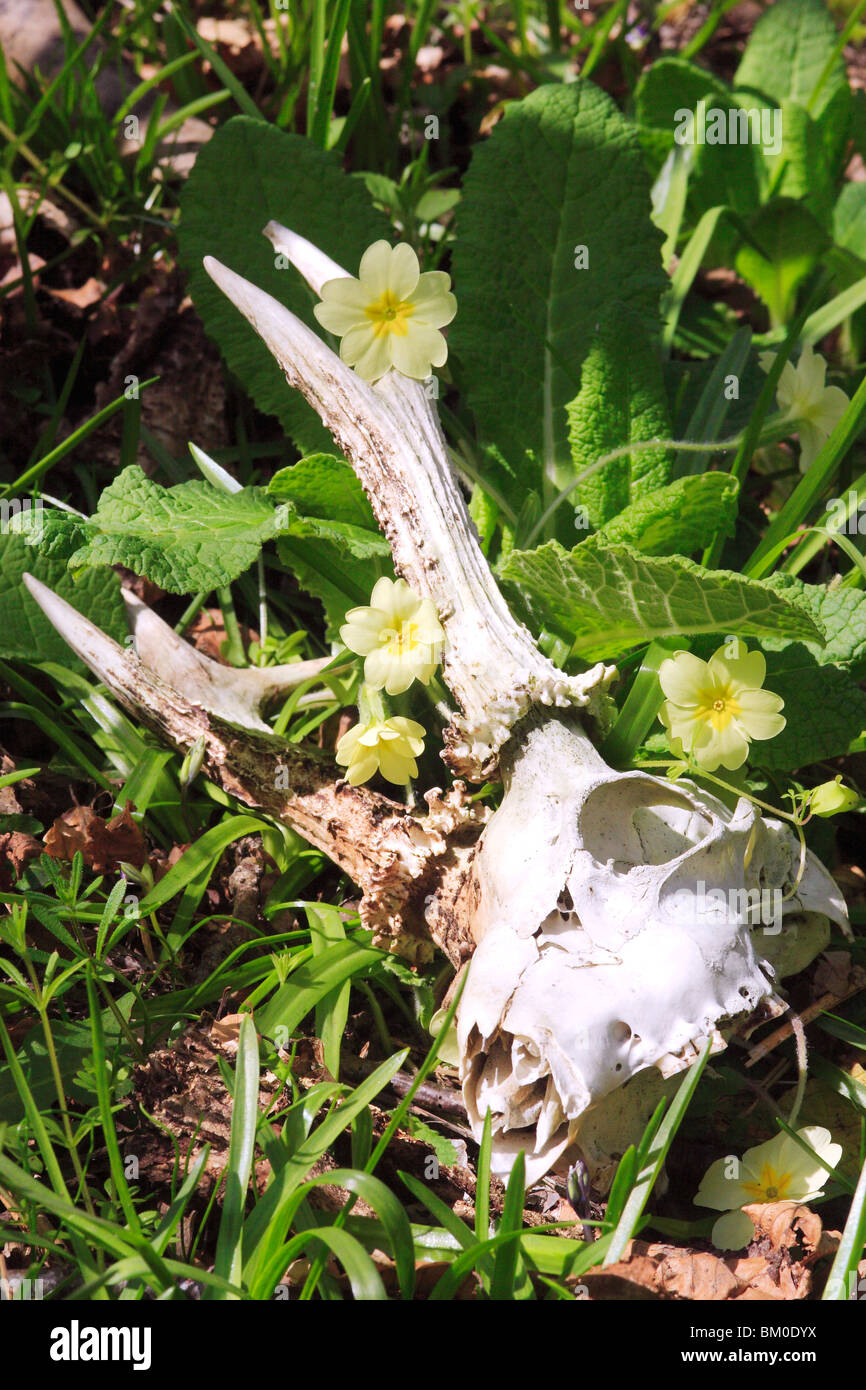 Roe Deer (Capreolus capreolus) skull in Primroses Stock Photo - Alamy