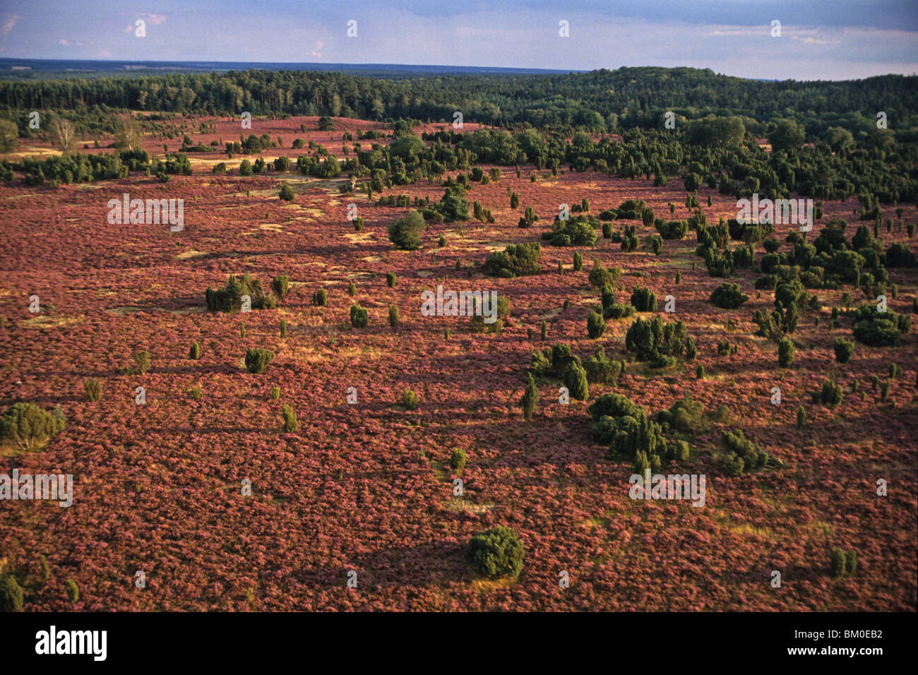 aerial photo of the Lueneburg heath, nature reserve, Lower Saxony ...