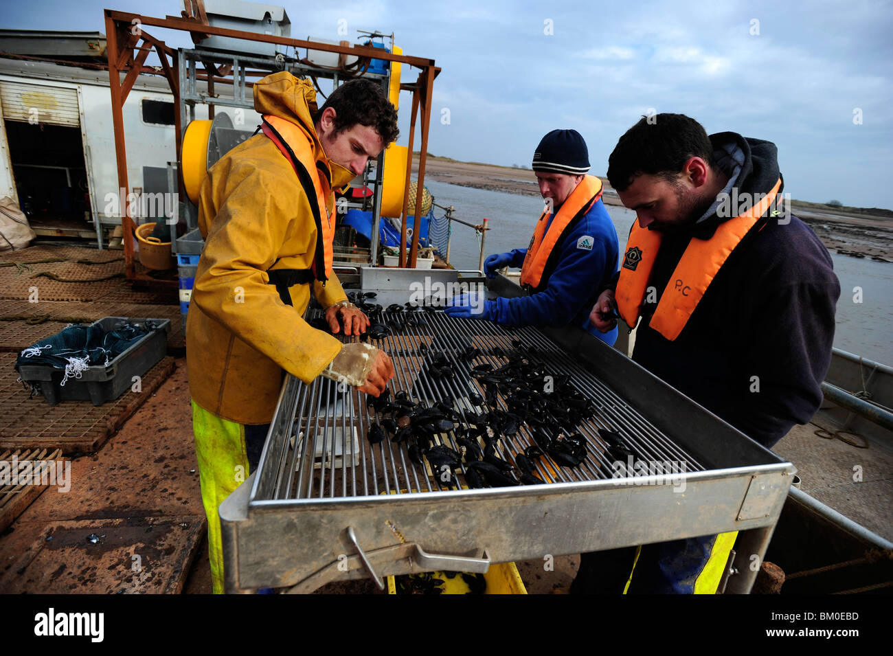 men working on a mussel fishing barge on the Exe estuary, Exmouth ...