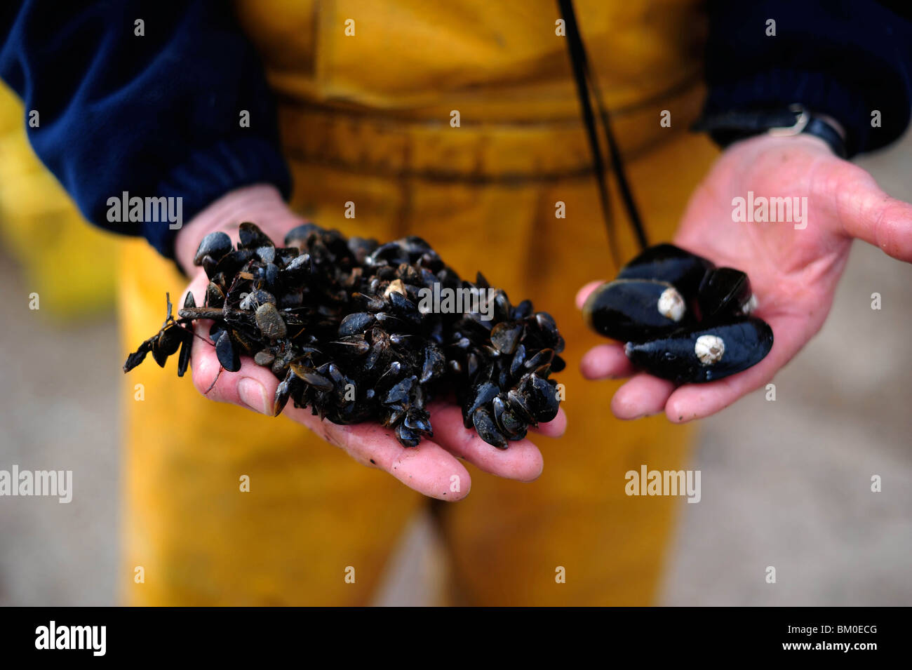 a fisherman holding fully grown mussels and mussel seeds in his hands ...