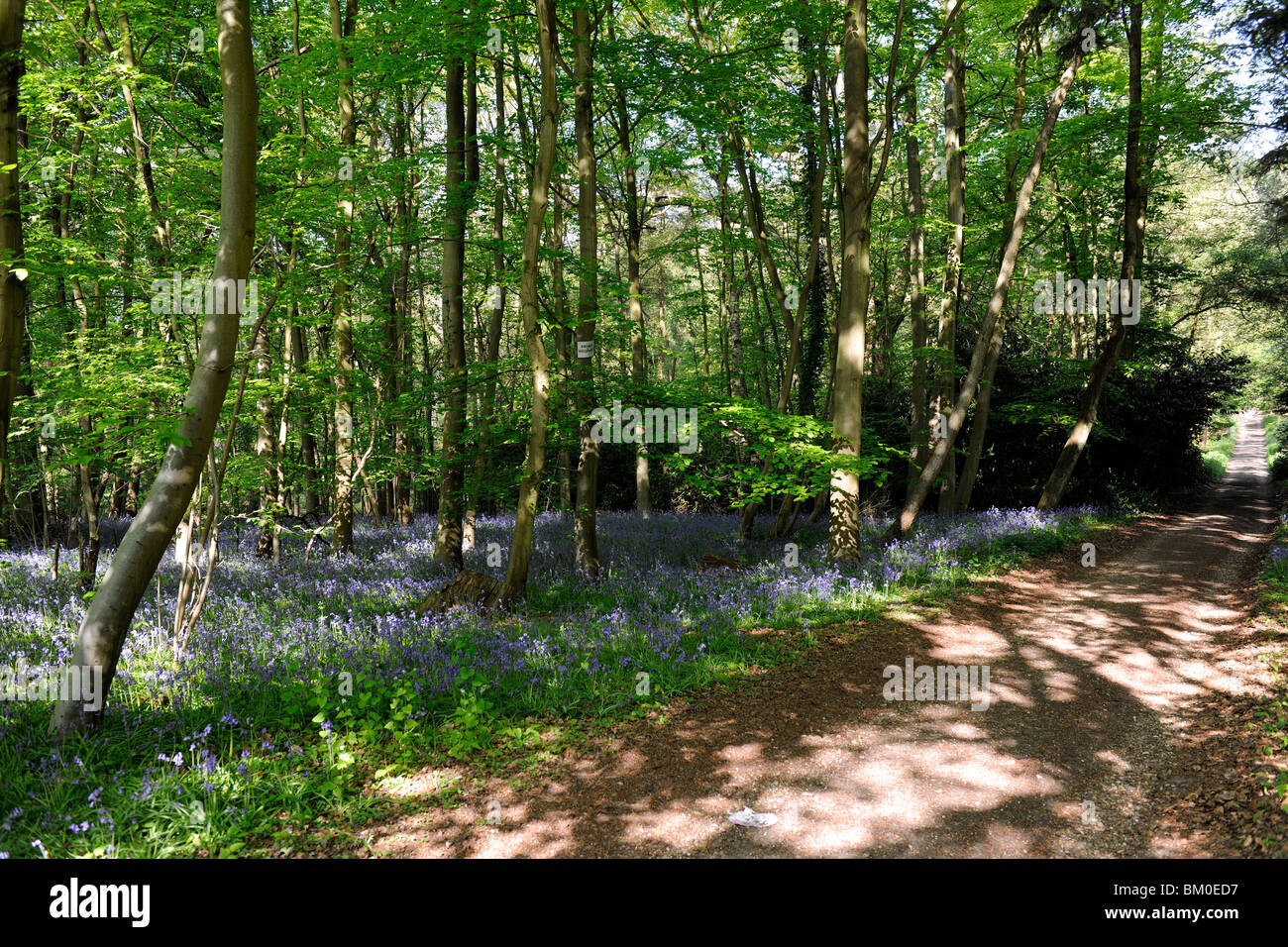 Bluebell farm hi-res stock photography and images - Alamy