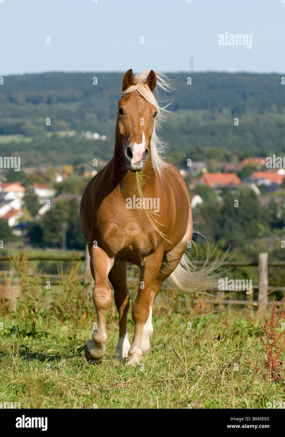 Horse walks wooden fence hi-res stock photography and images - Alamy