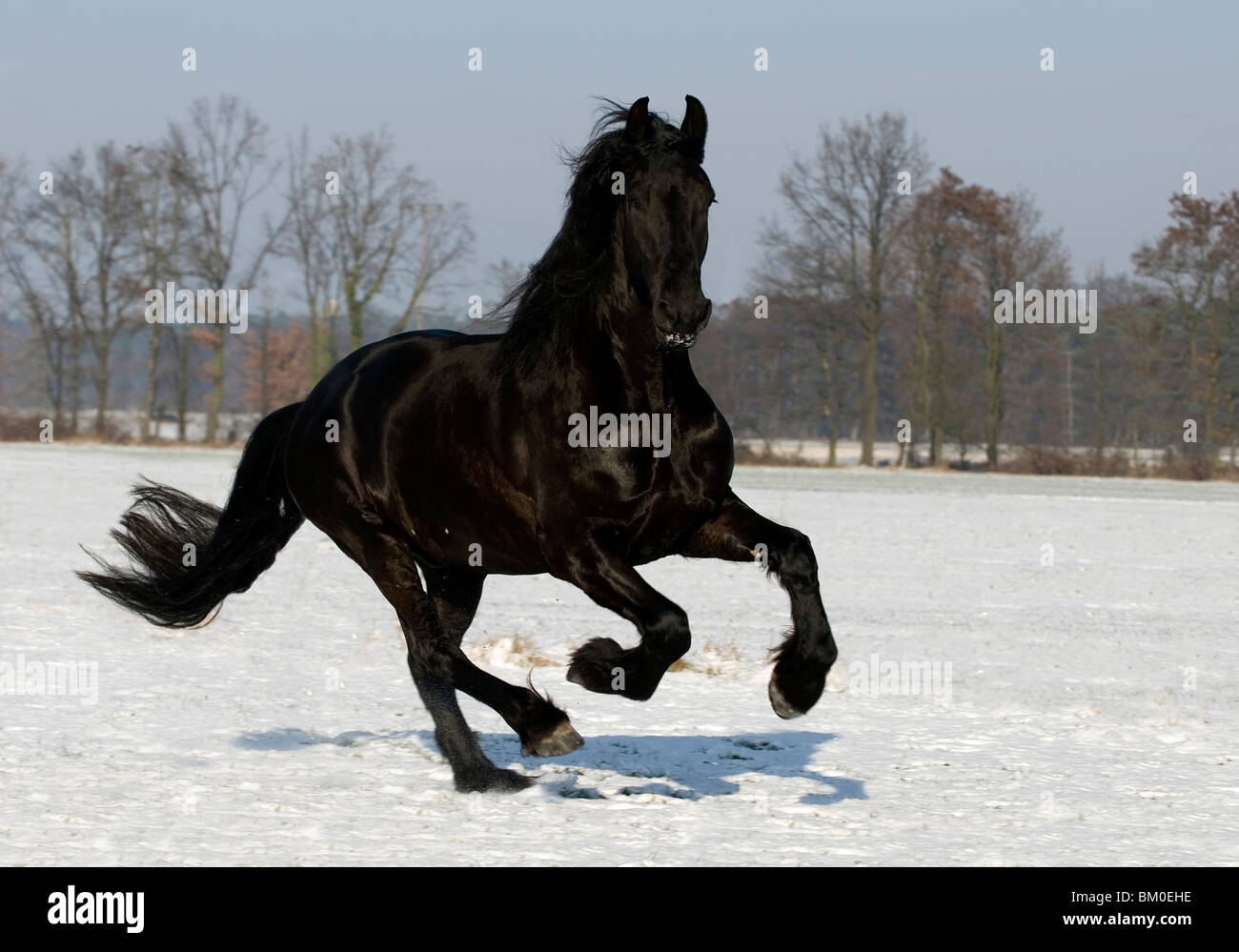 Friesian horse galloping snow hi-res stock photography and images - Alamy
