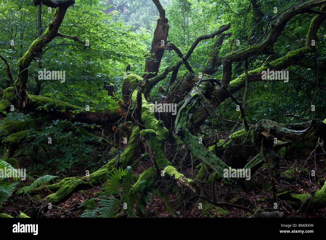 Reinhardswald forest hi-res stock photography and images - Alamy