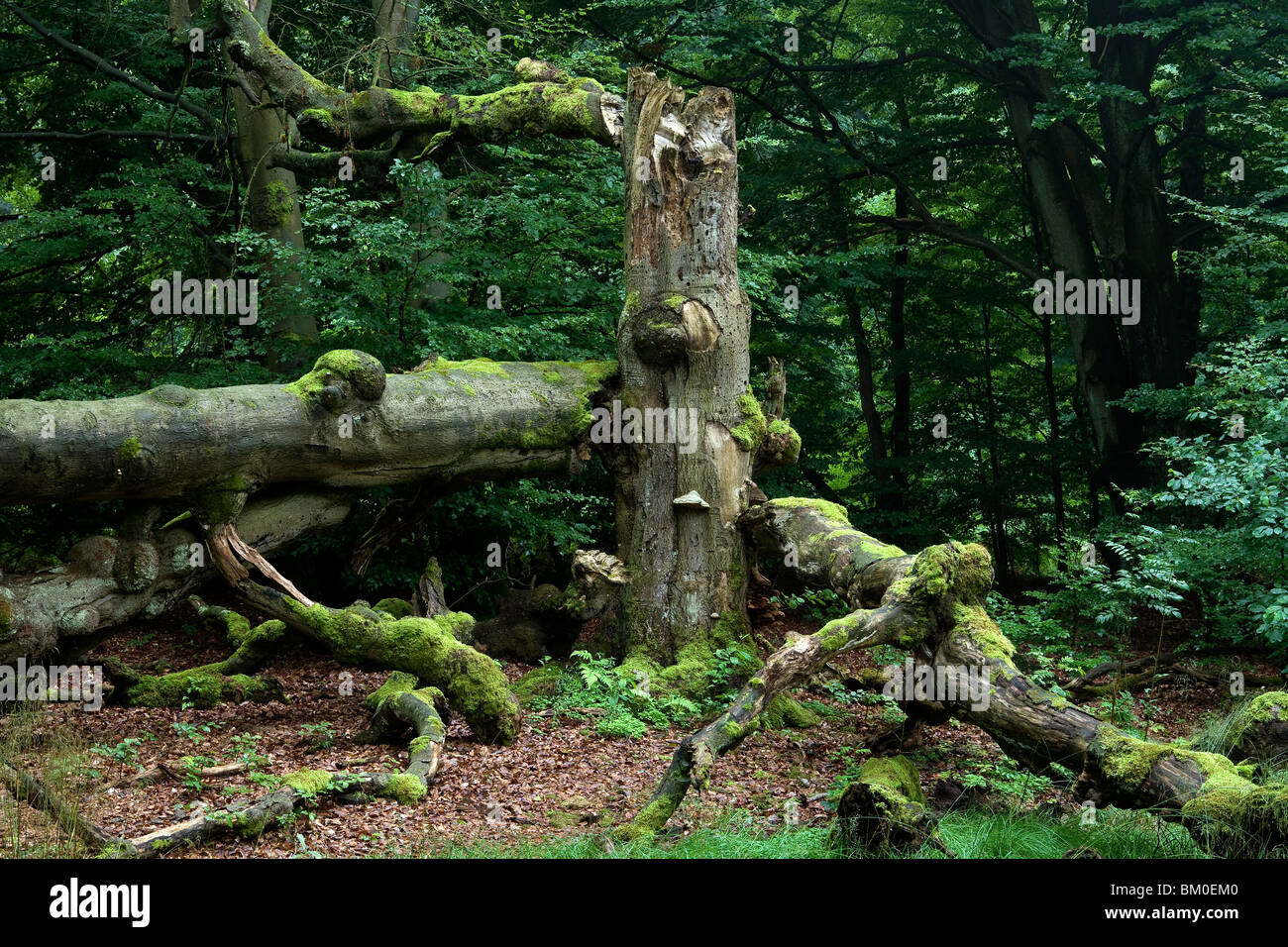 Ancient deciduous forest hi-res stock photography and images - Alamy