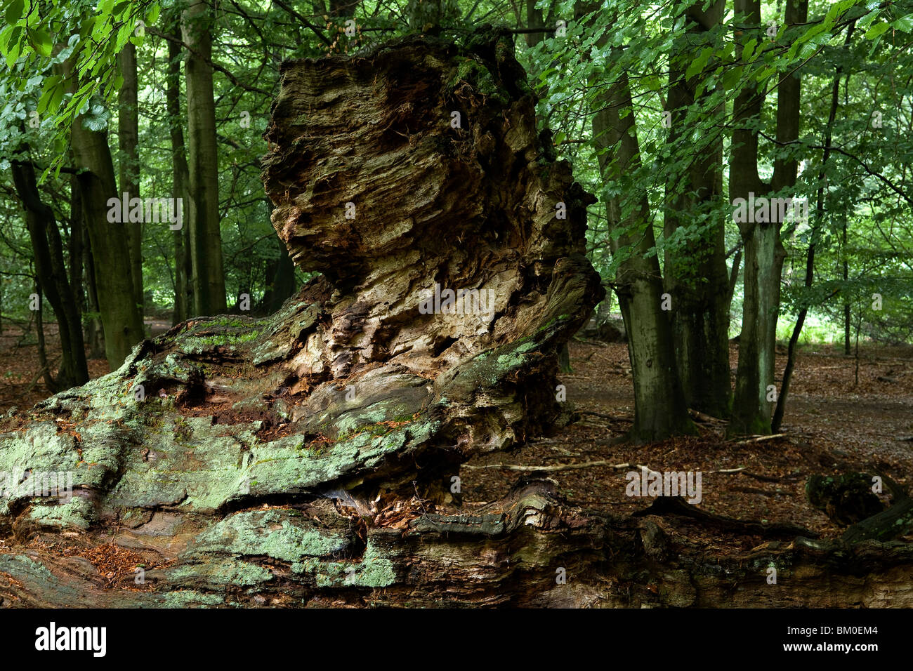 Ancient deciduous forest hi-res stock photography and images - Alamy