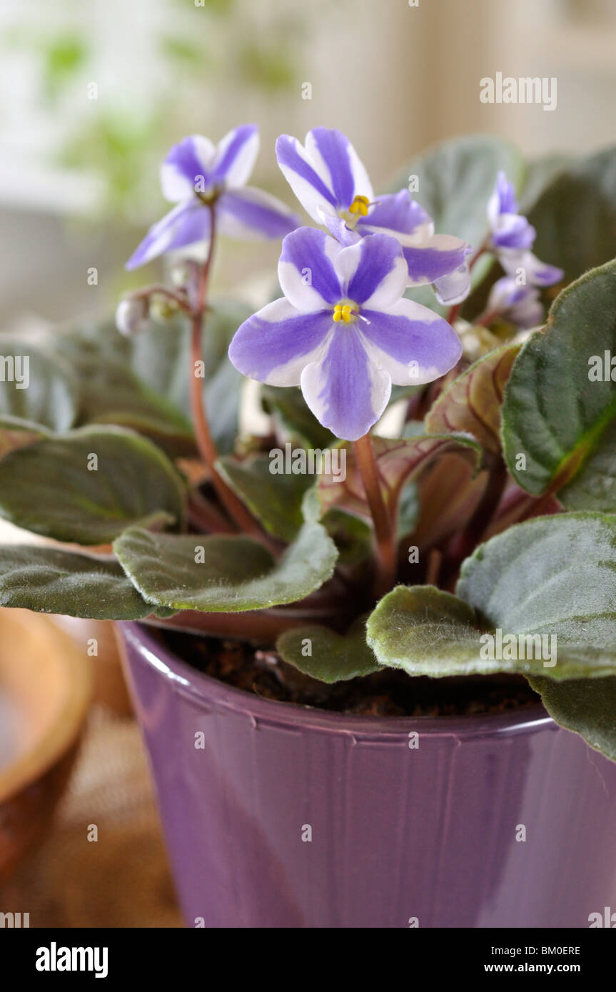 African violet (Saintpaulia ionantha Stock Photo - Alamy