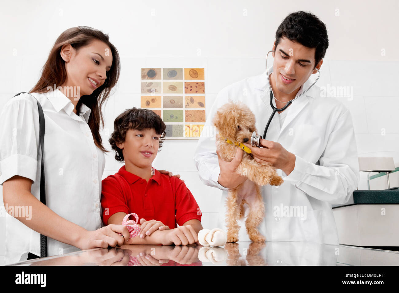 Vet examining a dog Stock Photo - Alamy