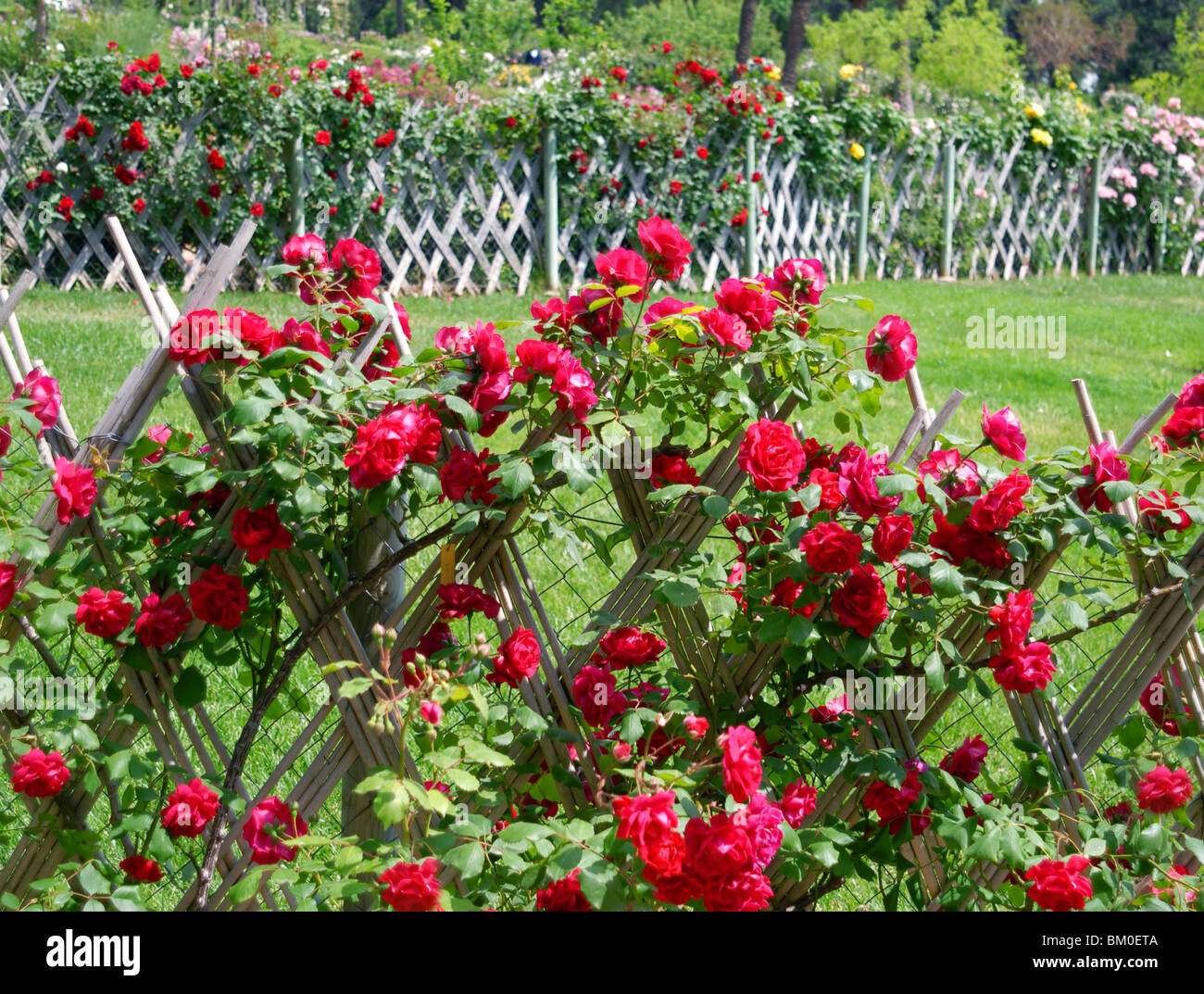 Botany roses hi-res stock photography and images - Alamy