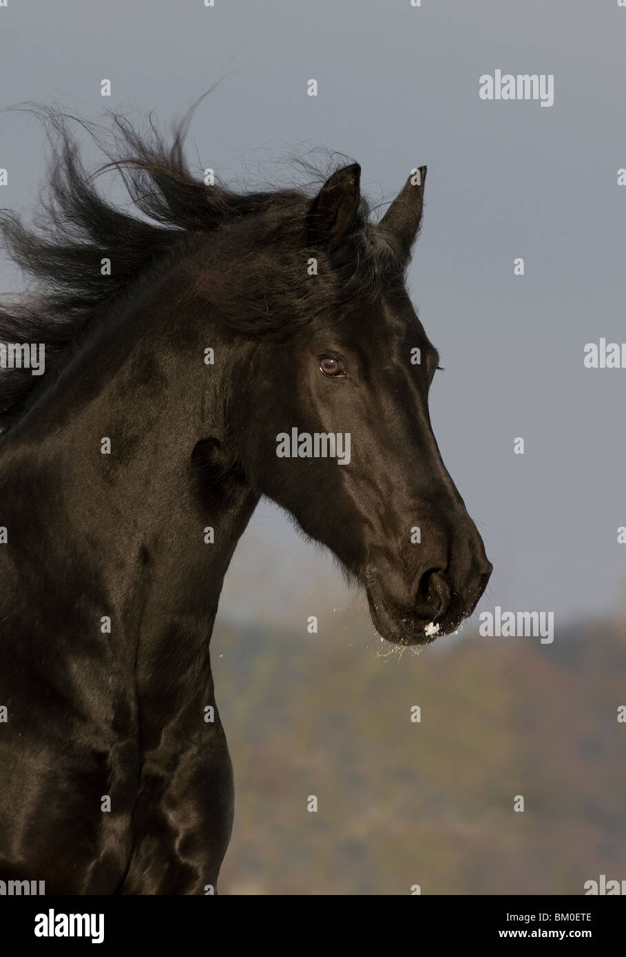 friesian horse portrait Stock Photo - Alamy