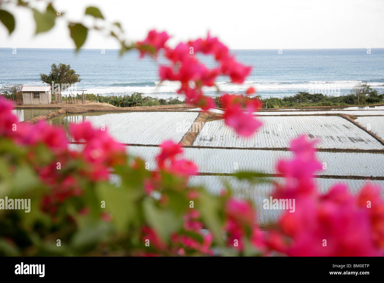 Pink flowers in front of rice fields at the east coast of Taiwan ...