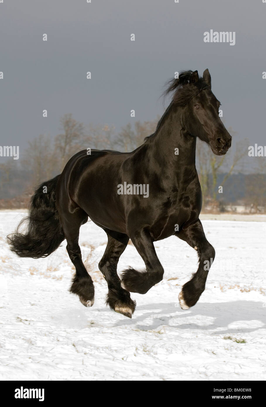 galloping friesian horse Stock Photo - Alamy