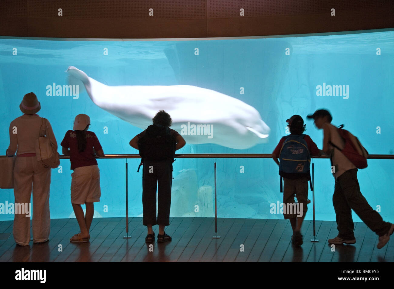 Beluga whales in the arctic house in L'Oceanografic, Valencia, Spain ...