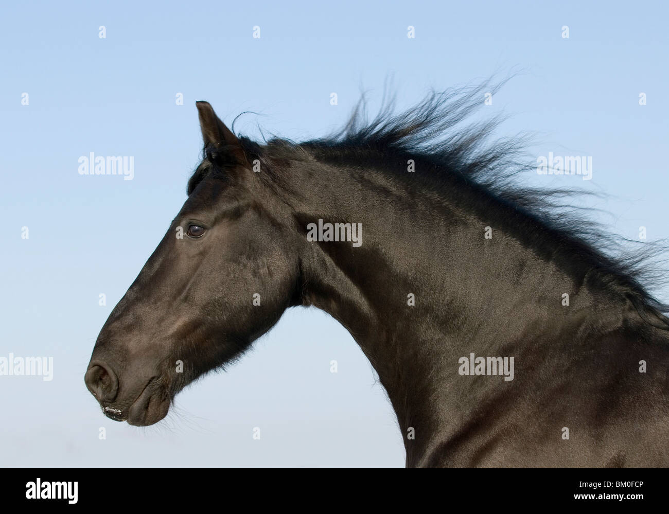 friesian horse portrait Stock Photo - Alamy
