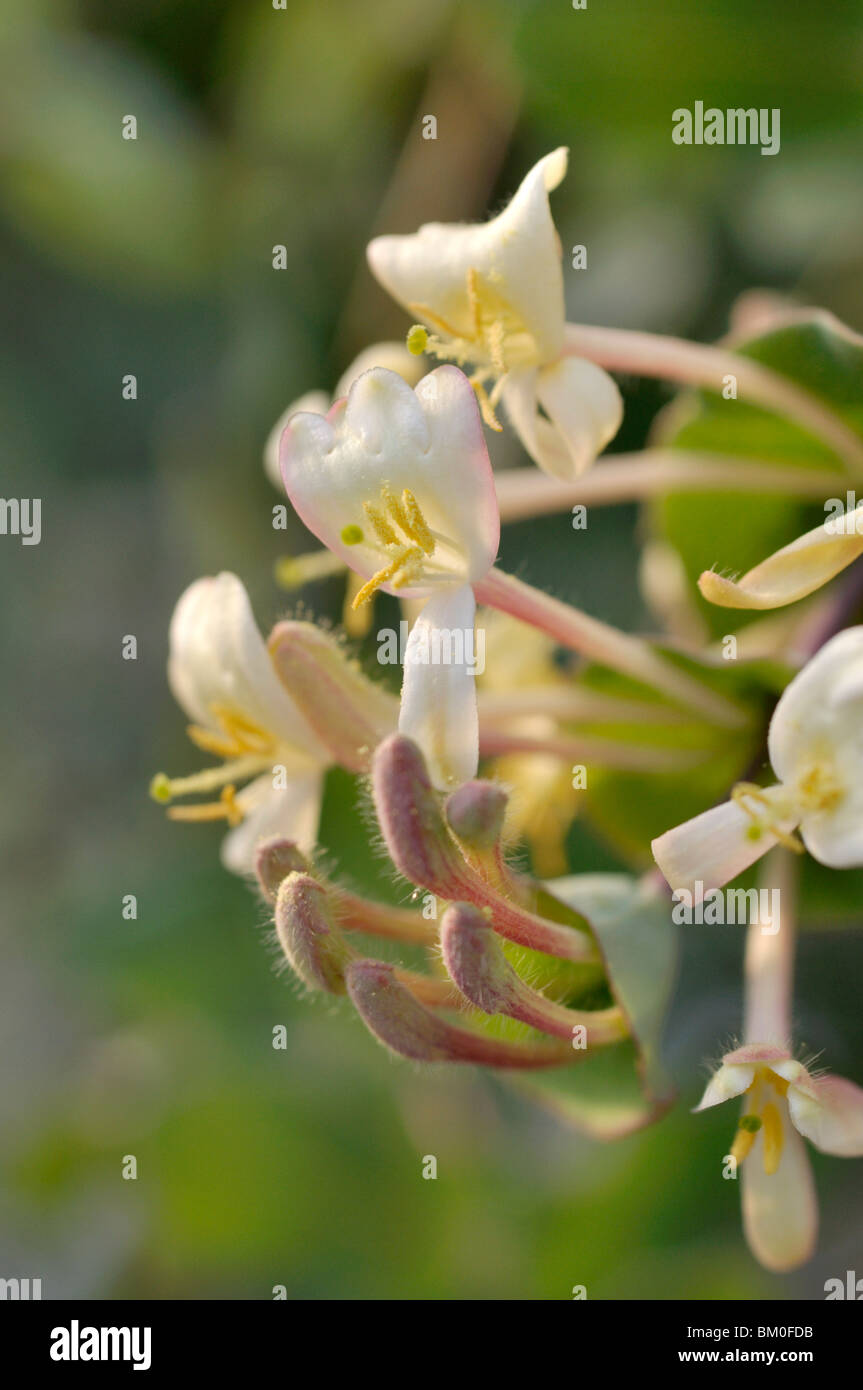 Lonicera implexa hi-res stock photography and images - Alamy