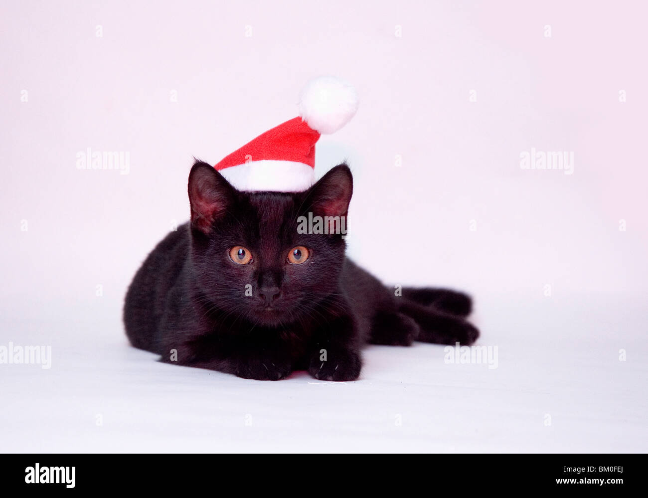 Cat caps hi-res stock photography and images - Alamy