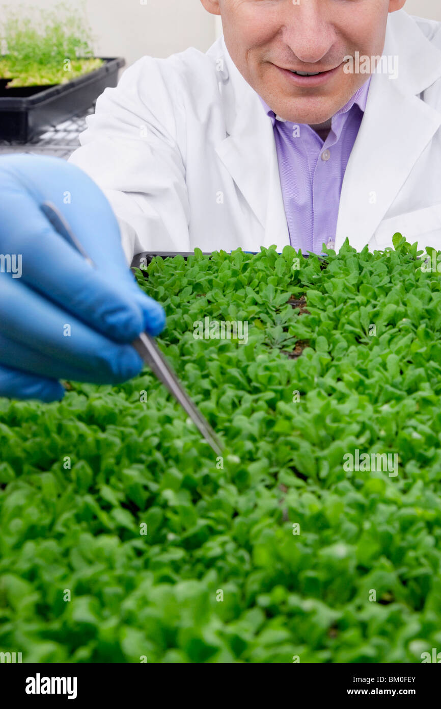 Botanist laboratory hi-res stock photography and images - Alamy