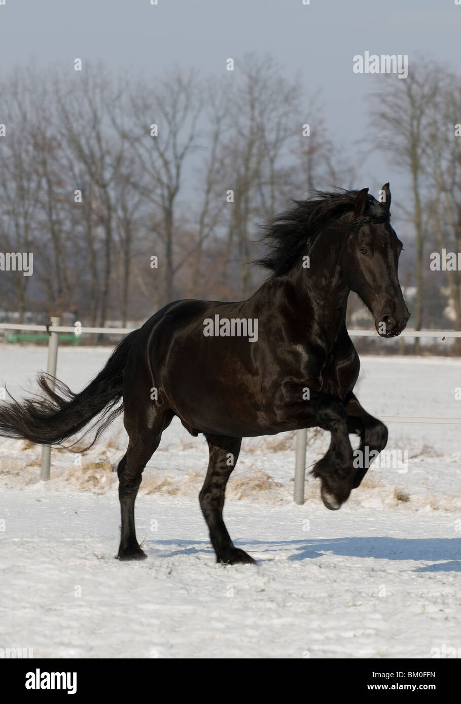galloping friesian horse Stock Photo - Alamy