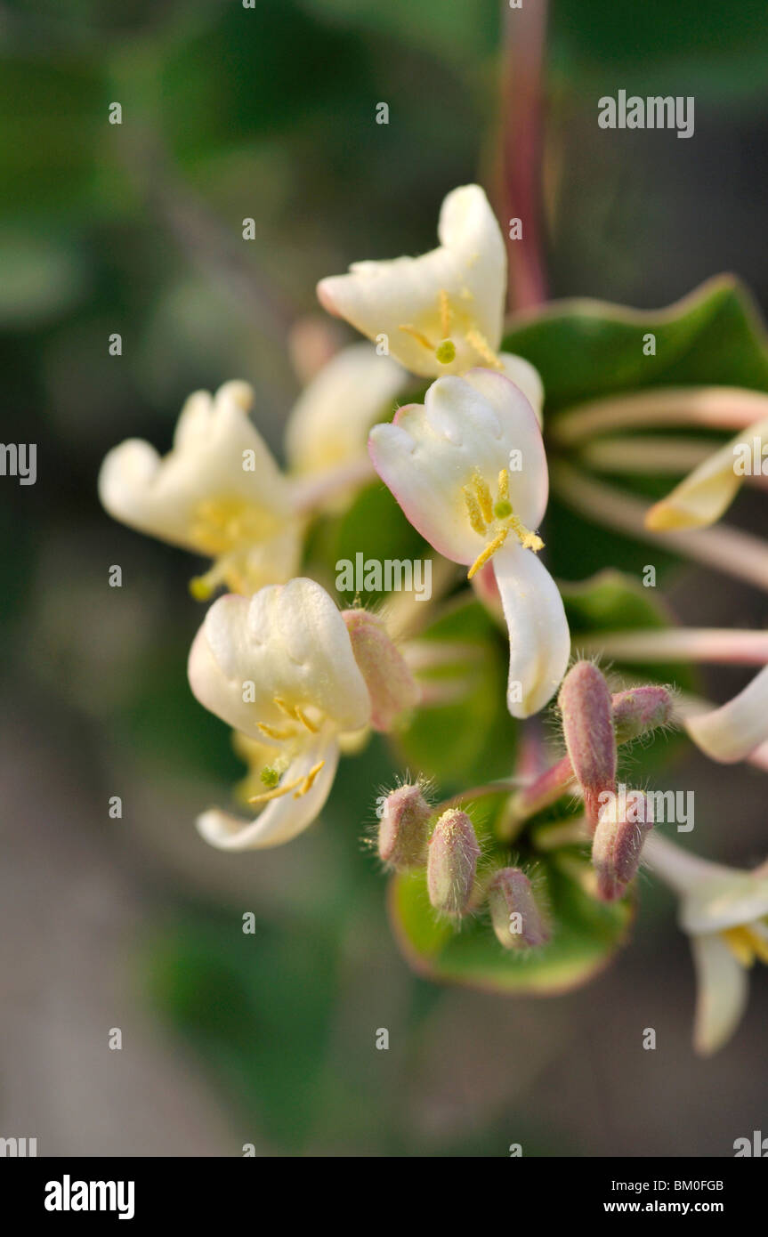 Climbing honeysuckles hi-res stock photography and images - Alamy