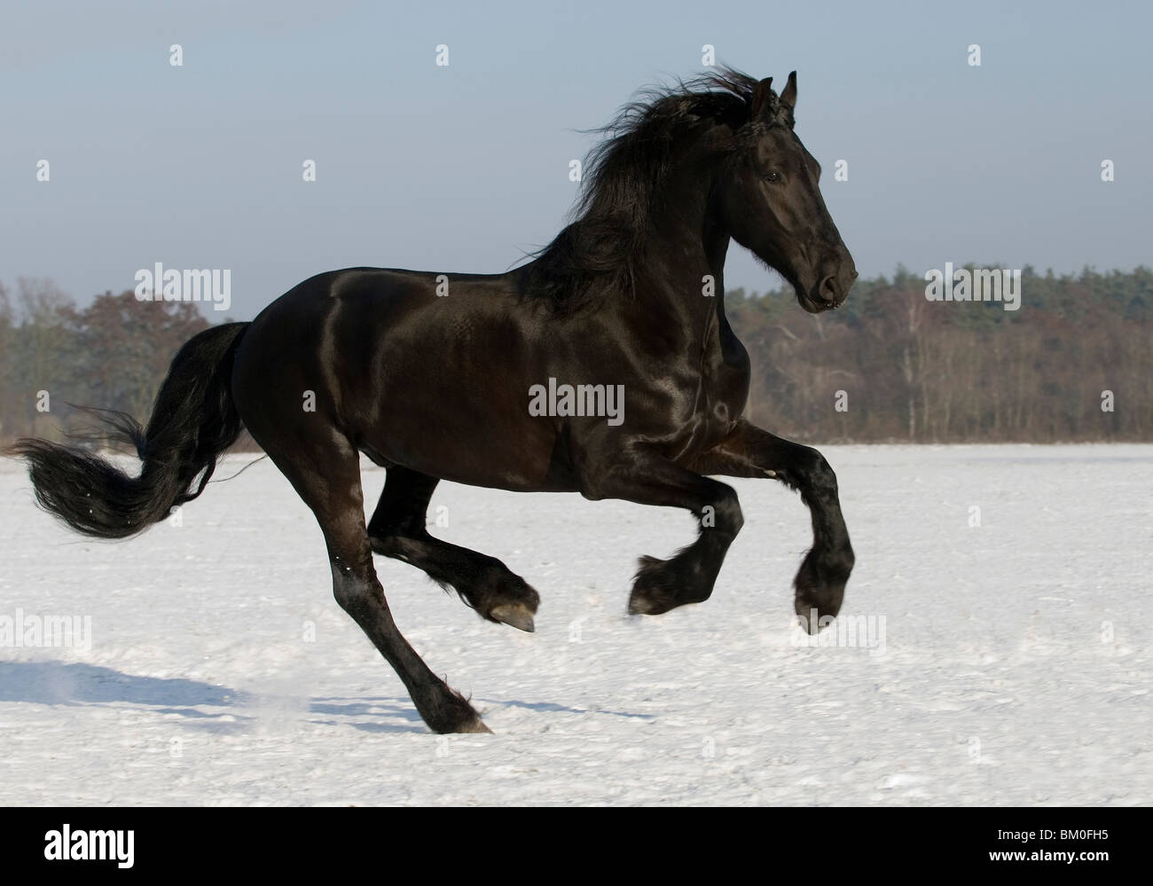 galloping friesian horse Stock Photo - Alamy
