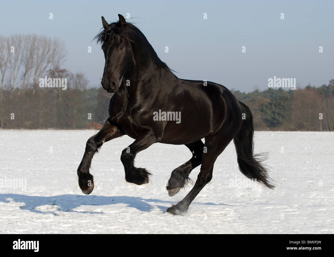 galloping friesian horse Stock Photo - Alamy