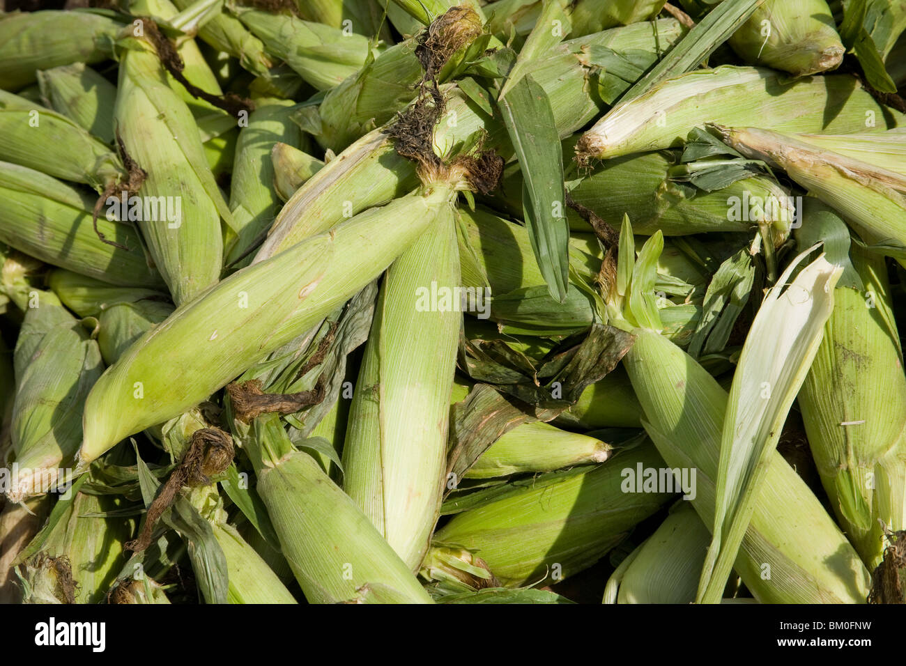 Large pile of corn Stock Photo - Alamy