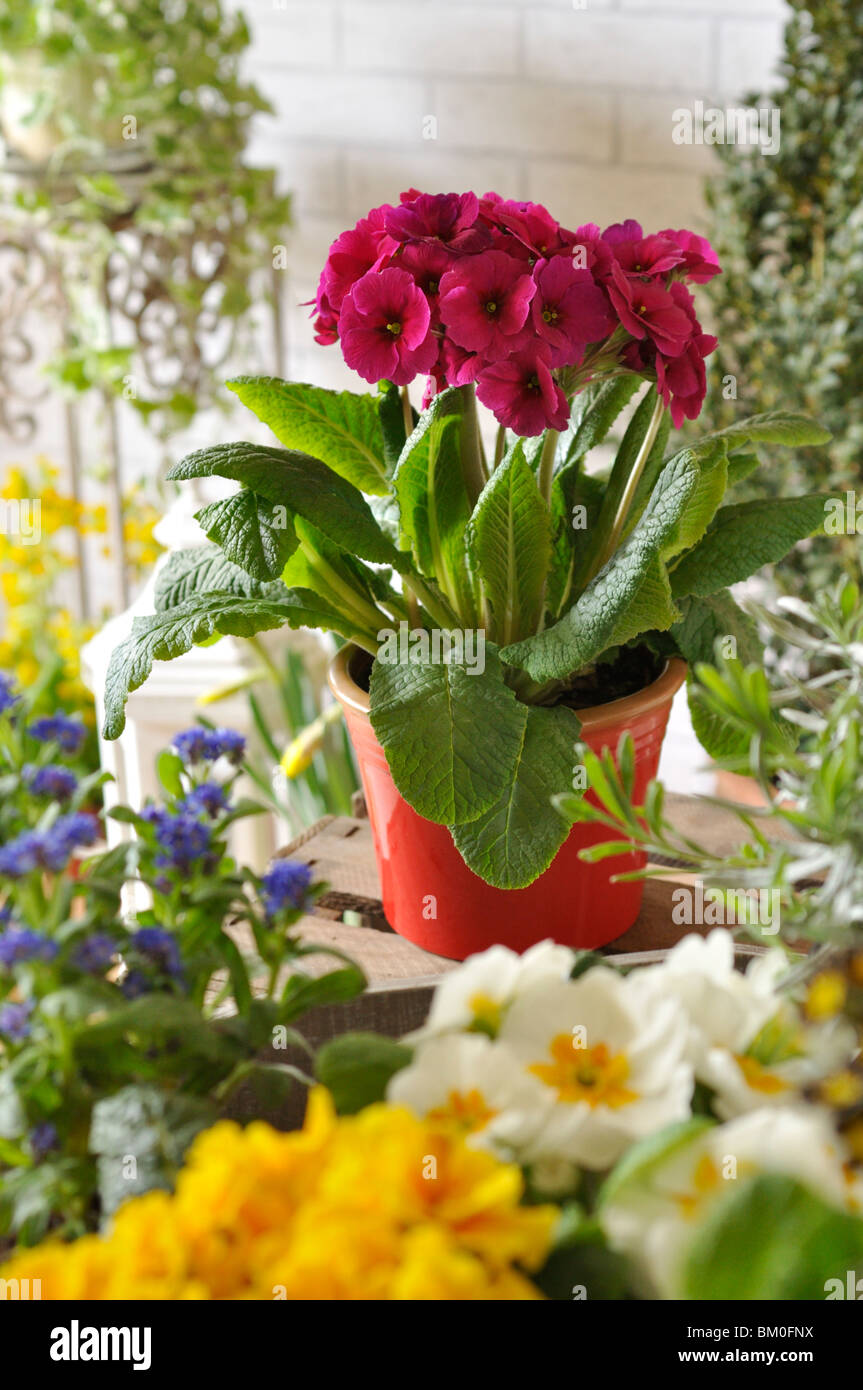 Spring container primrose hi-res stock photography and images - Alamy