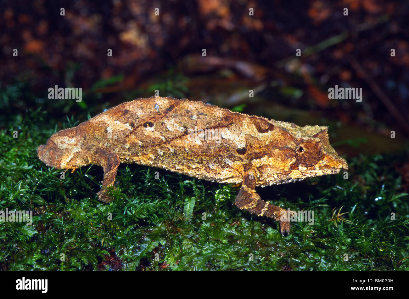 Leaf chameleon (Rhampholeon sp.), Nyungwe National Park, Rwanda Stock ...