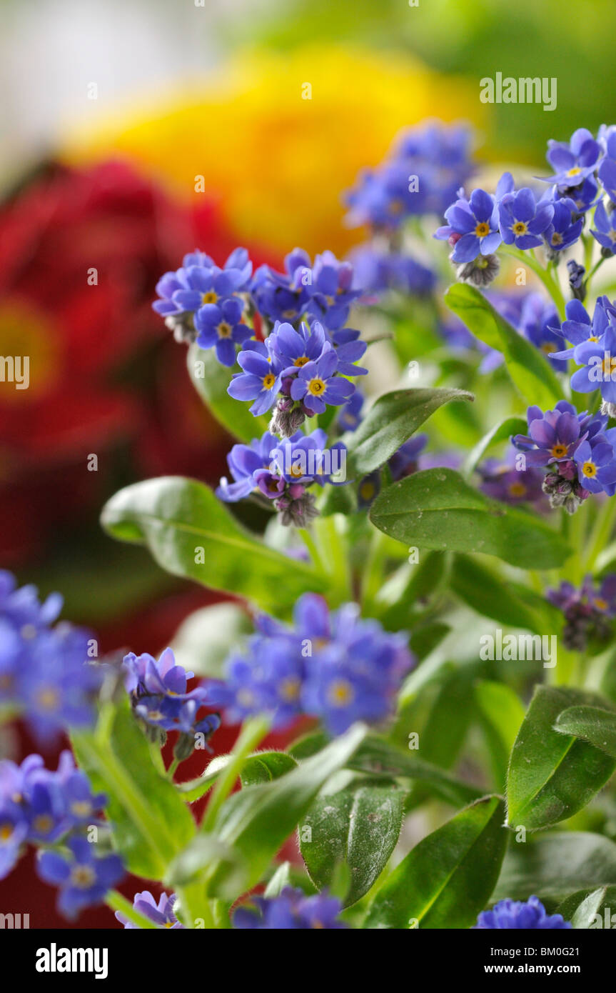 Blue myosotis flower hi-res stock photography and images - Alamy