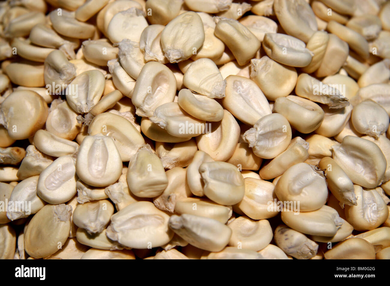 Dried maize hi-res stock photography and images - Alamy