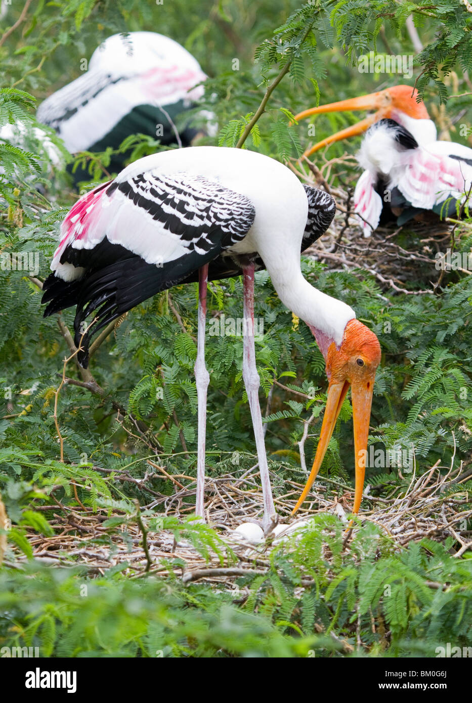 Indian birds hi-res stock photography and images - Alamy