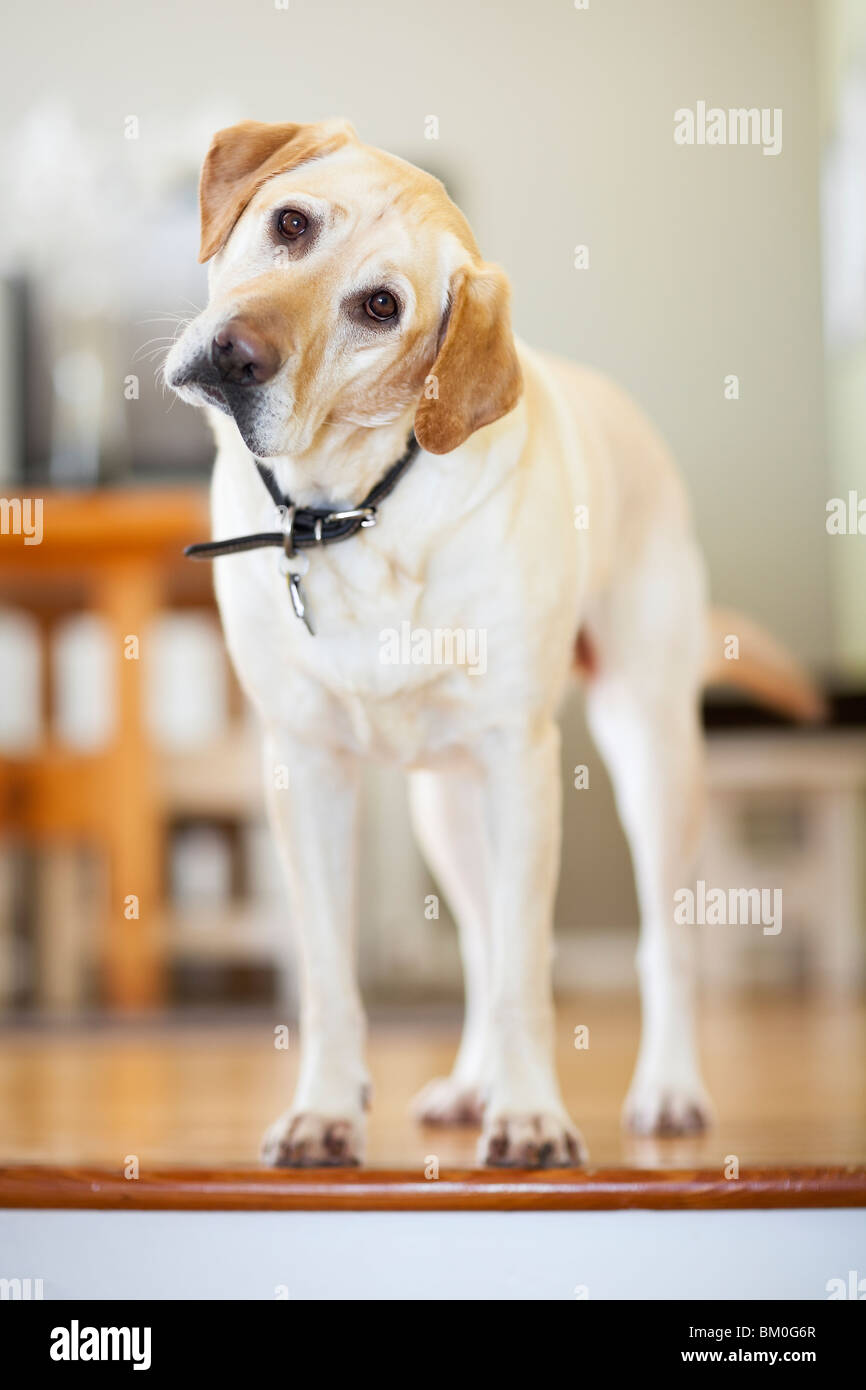 Yellow labrador retriever standing hi-res stock photography and images ...