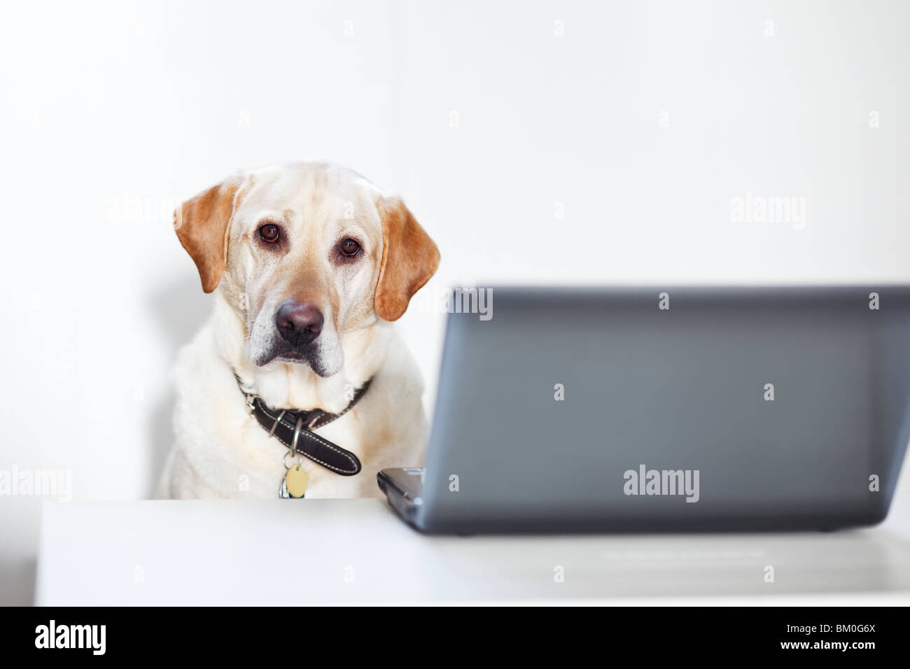 Yellow Labrador Retriever sitting in front of laptop computer Stock ...