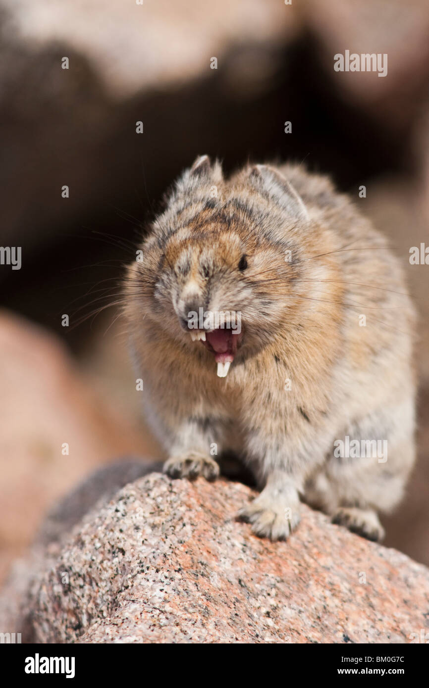 Pika sitting on rock yawning, Mount Evans, Colorado Stock Photo - Alamy