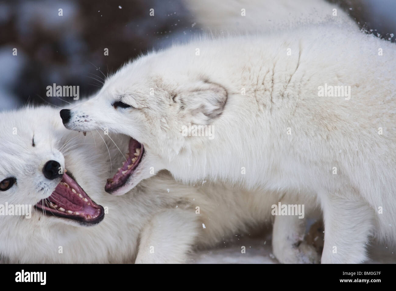 Foxes mating hi-res stock photography and images - Alamy