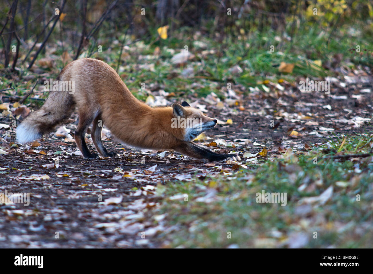 Stretching fox hi-res stock photography and images - Alamy