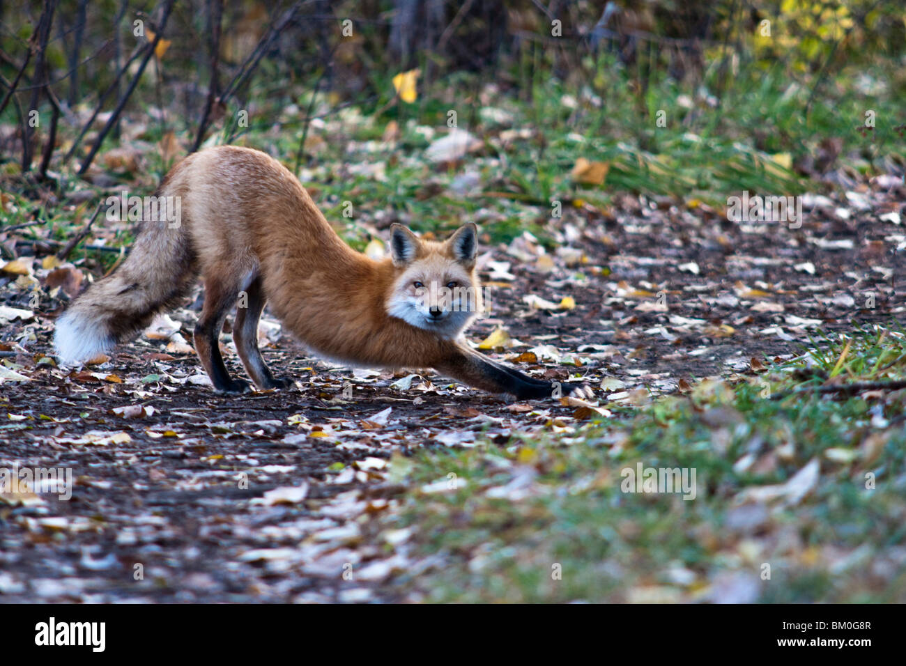 Red fox stretching on path in fall, Denver, Colorado Stock Photo - Alamy