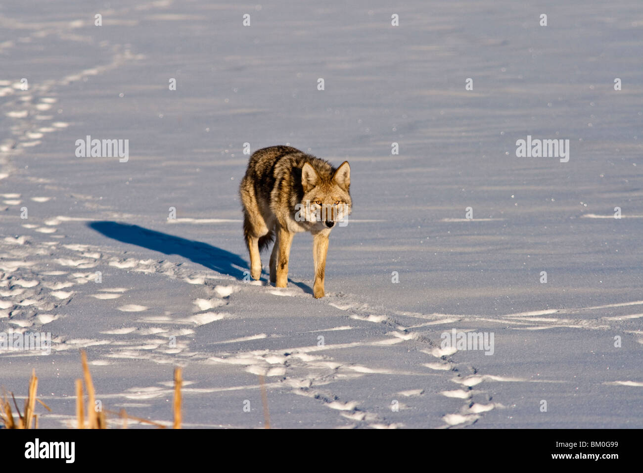 Walking coyote hi-res stock photography and images - Alamy
