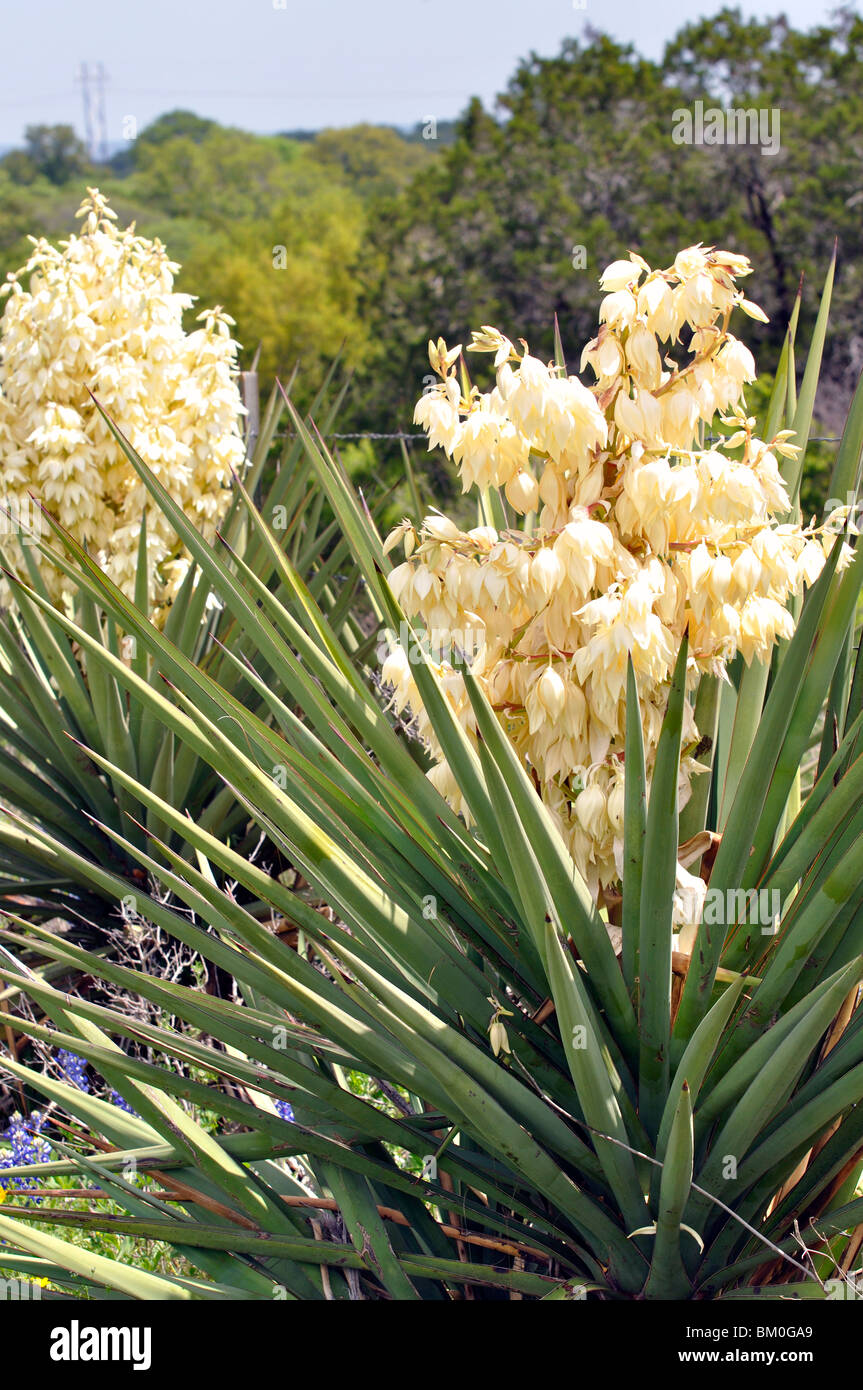 Yucca plant tx hi-res stock photography and images - Alamy