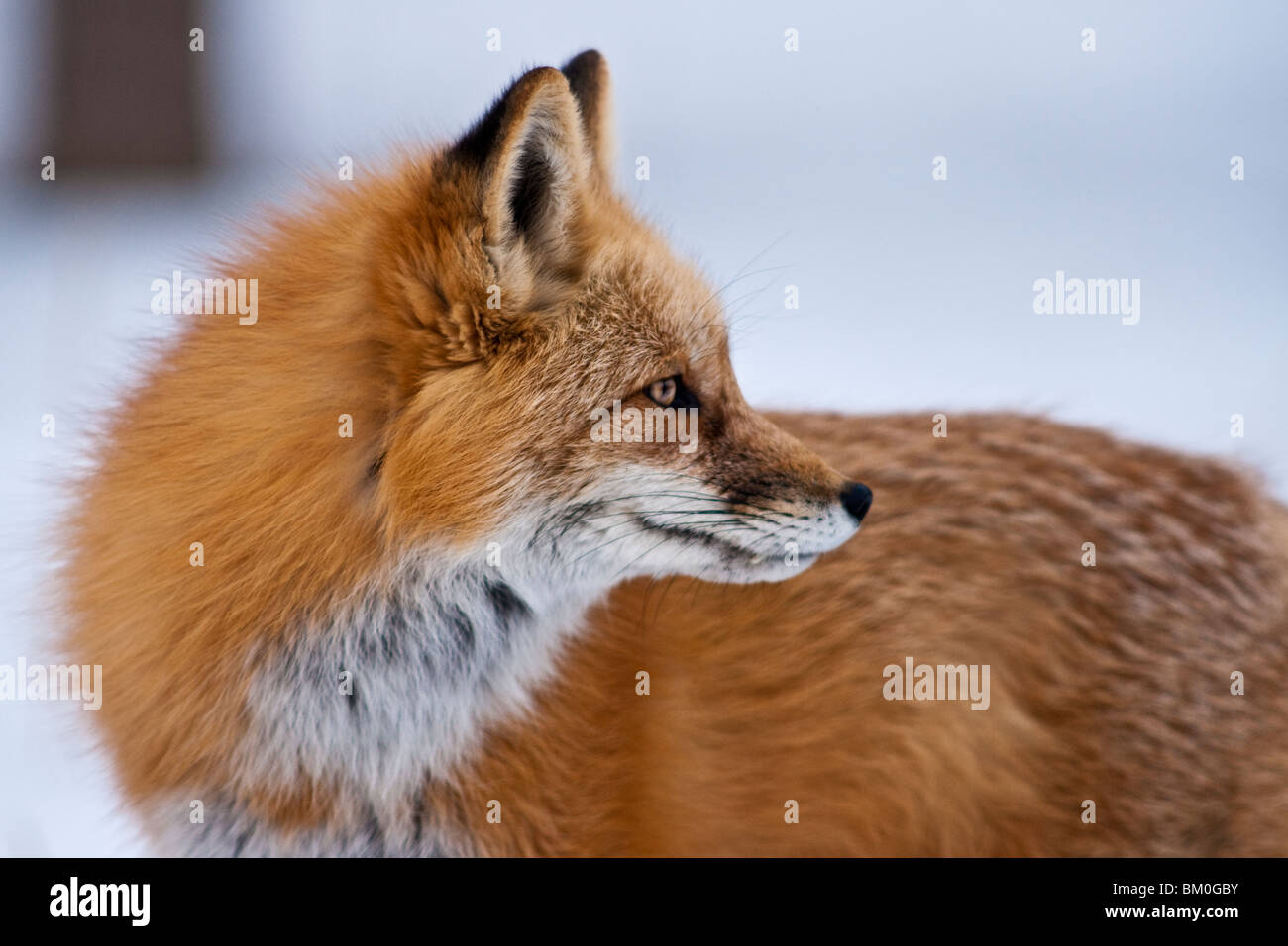 Red fox distance hi-res stock photography and images - Alamy