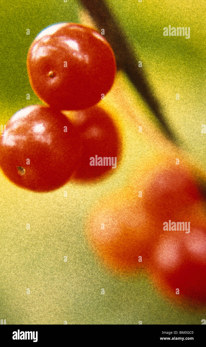 Close-up of bittersweets on a plant Stock Photo - Alamy
