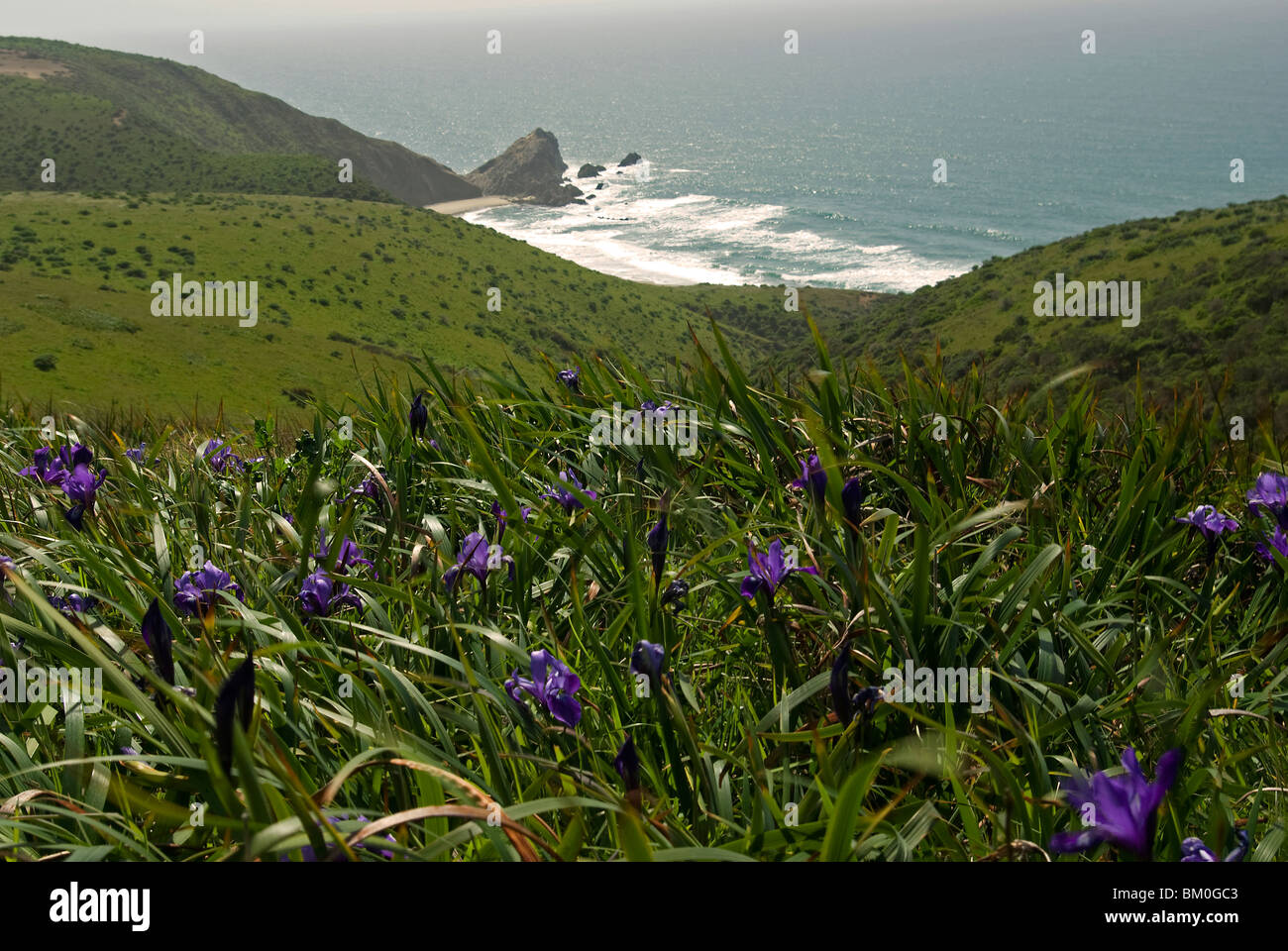 Wild iris growing on hills above Pacific Ocean, Point Reyes National ...