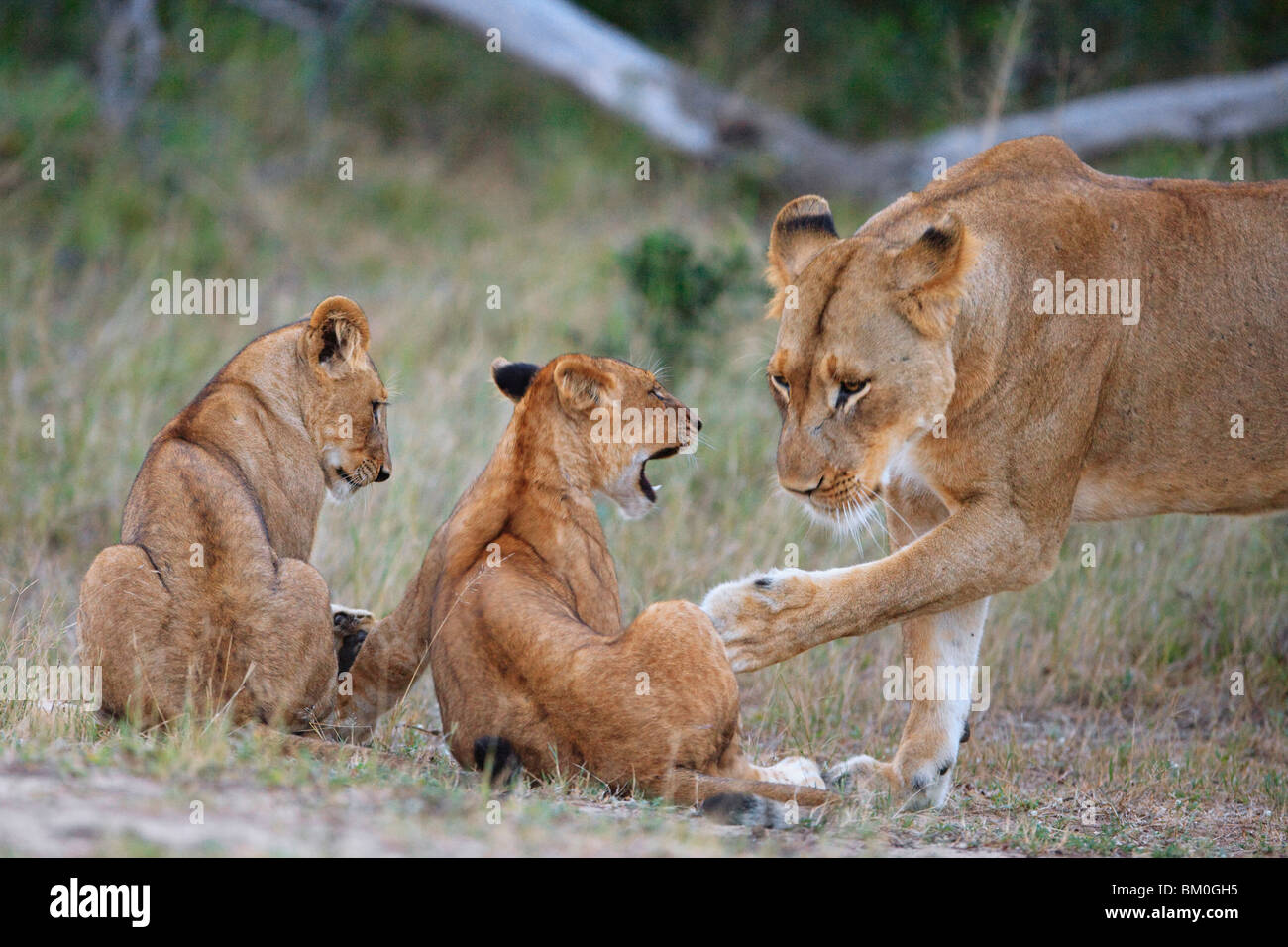 Lioness (Panthera leo), gently swatting one of her cubs Stock Photo - Alamy