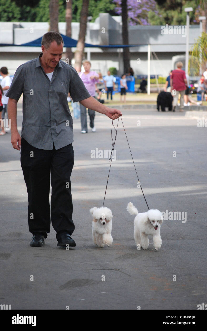 Walking Miniature Poodle Stock Photos & Walking Miniature Poodle Stock ...