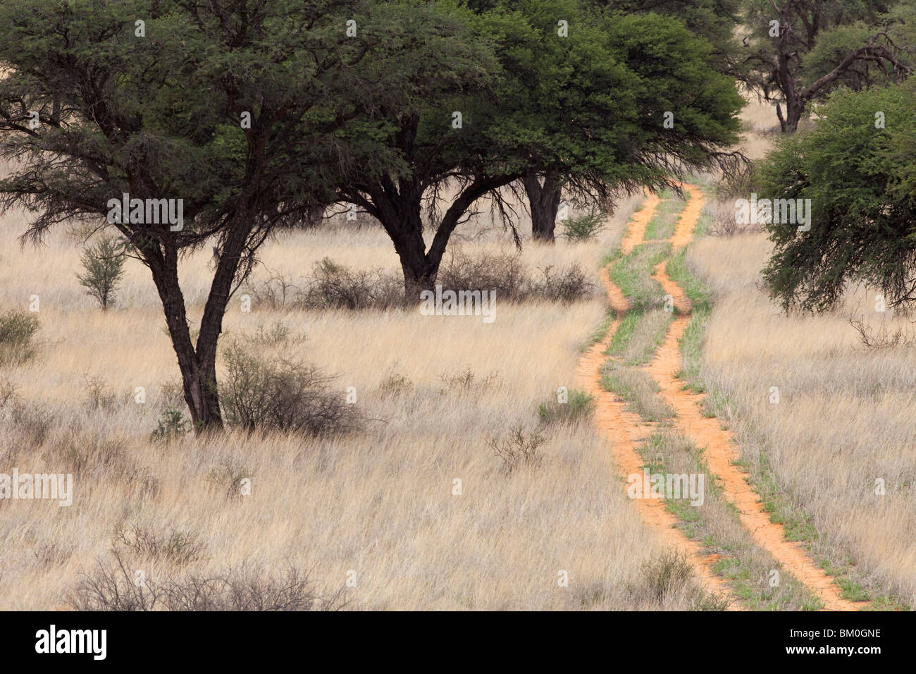 Kalahari Desert South Africa People High Resolution Stock Photography ...